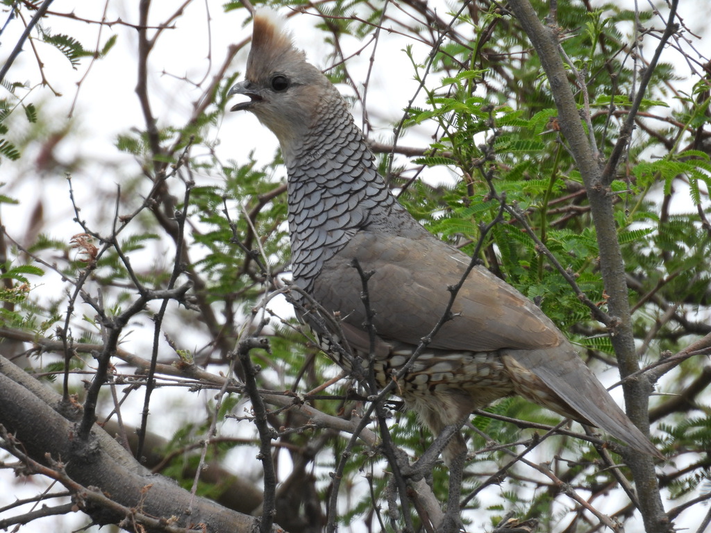 Scaled Quail from Tlahualilo, Dgo., México on May 8, 2024 at 12:37 PM ...