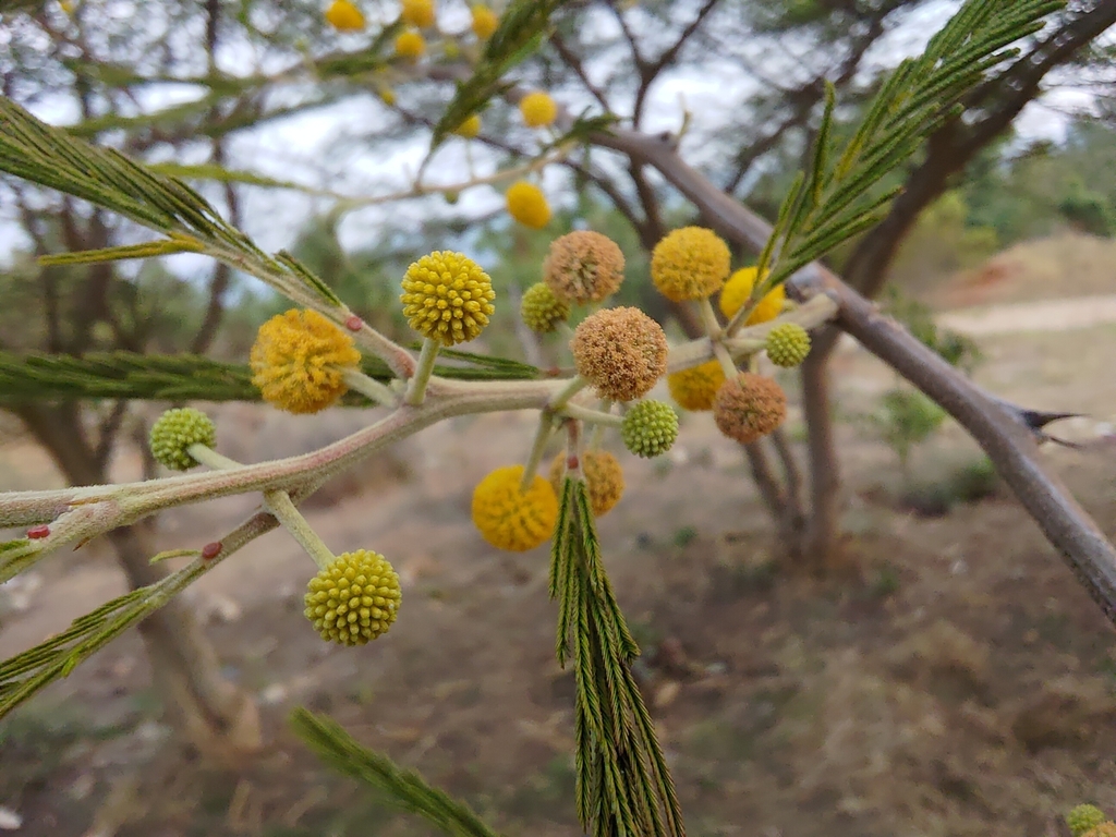 fern-leaf acacia from 29313 Chis., Mexico on May 8, 2024 at 05:51 PM by ...