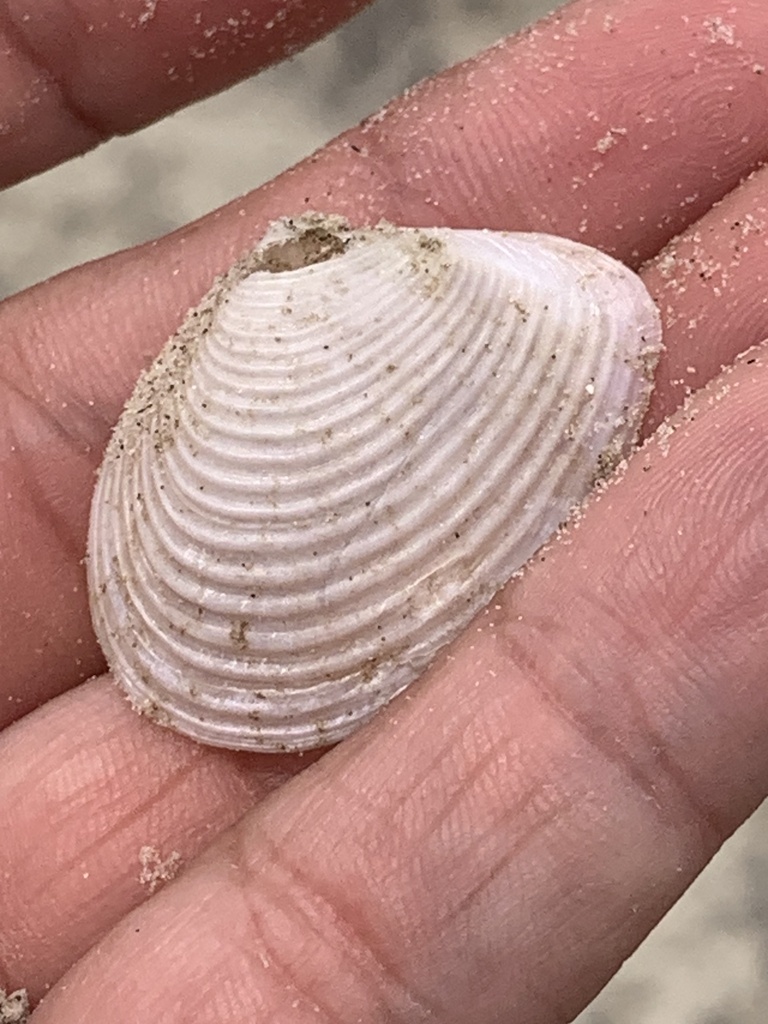 Channeled Duck Clam from Padre Island National Seashore, TX, US on May ...