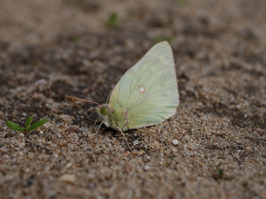 Clouded Yellows in May 2024 by biszi · iNaturalist