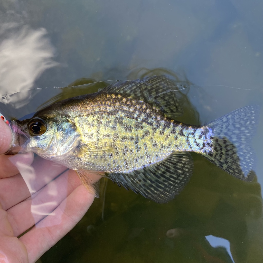 Black Crappie from N Lake St, Cadillac, MI, US on May 8, 2024 at 04:54 ...