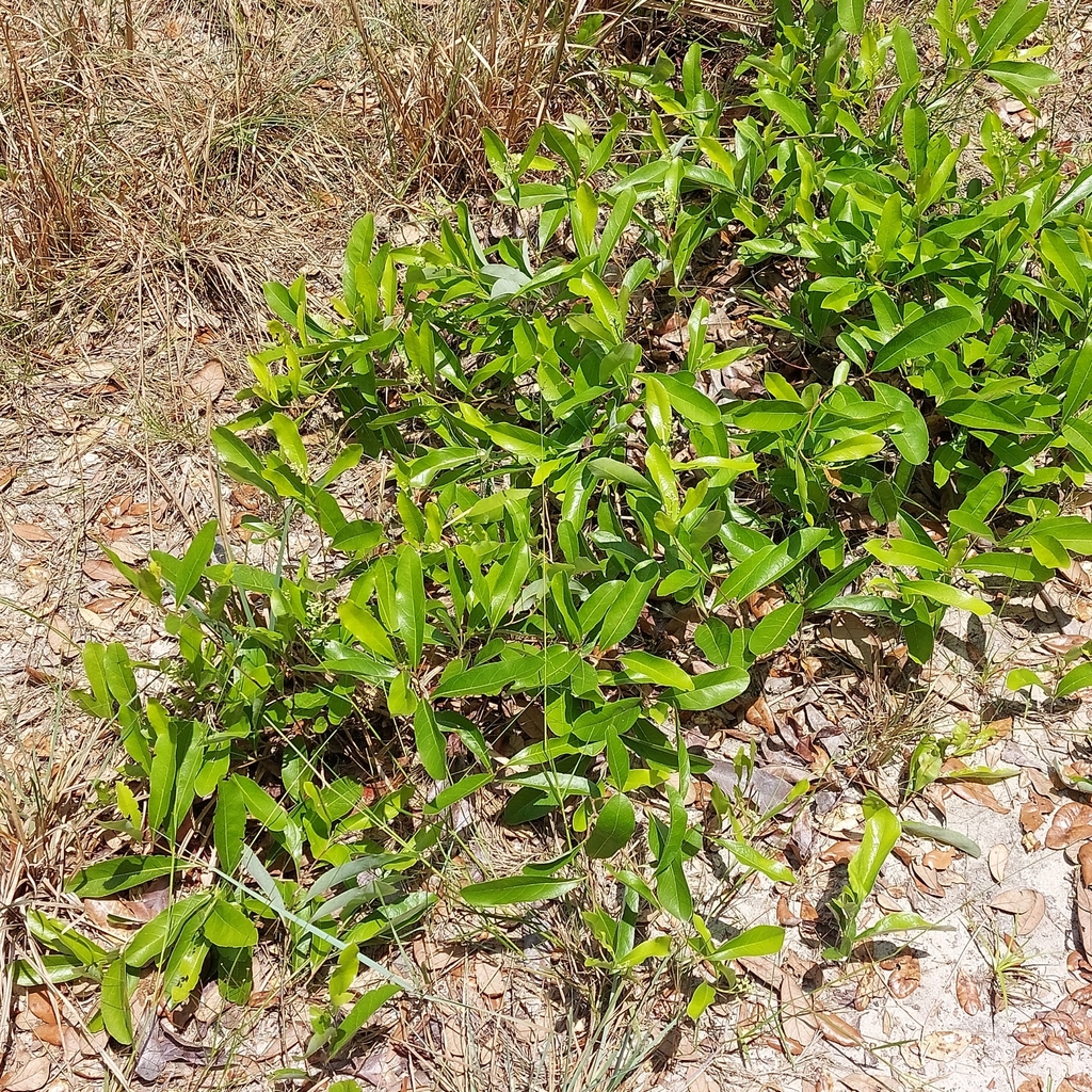 Gopher apple from Florida, Hernando, Perry Oldenburg Wildlife and ...