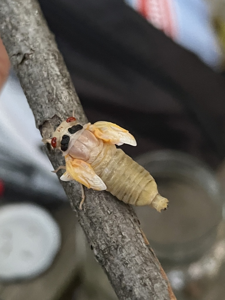 Periodical Cicadas from Johnson County, IA, USA on May 27, 2023 at 08: ...
