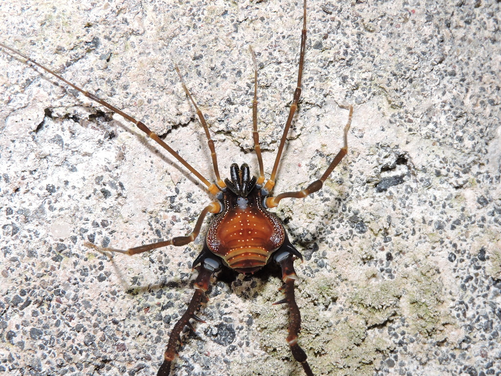 Sadocus asperatus from Concepción, Bío Bío, Chile on May 7, 2024 at 08: ...