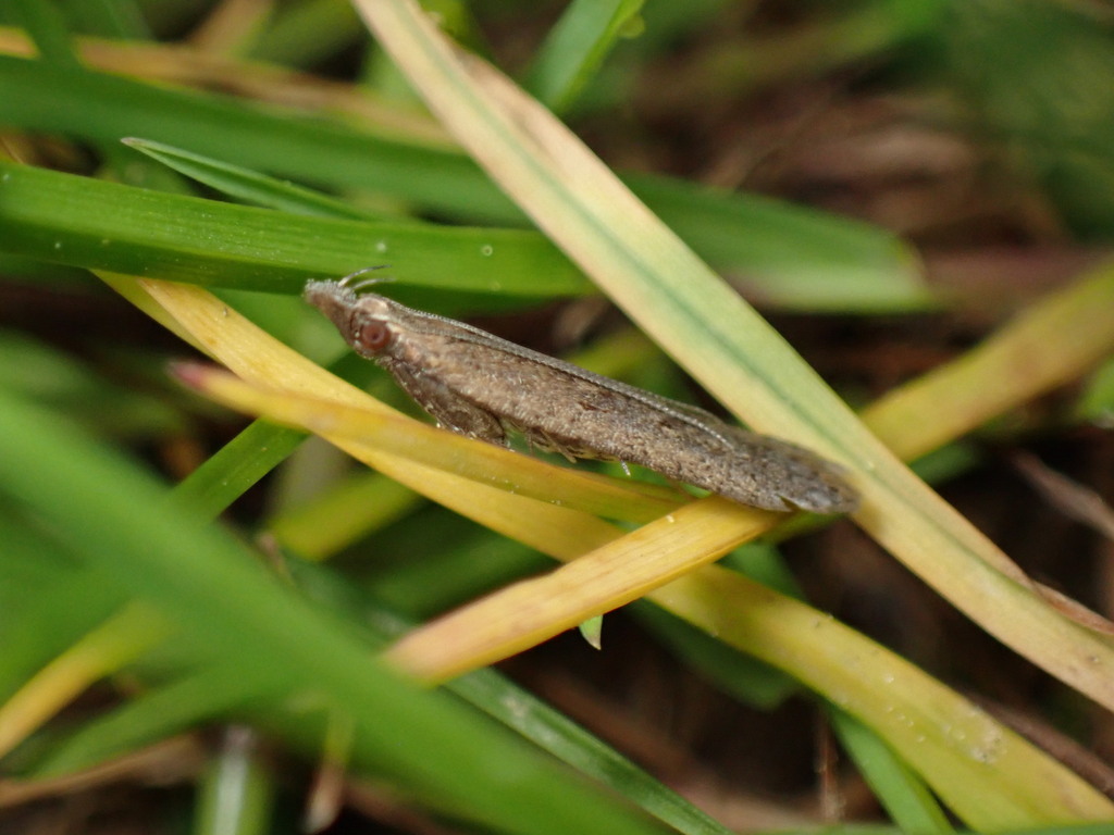 Palmerworm Moth in May 2024 by Sus scrofa · iNaturalist