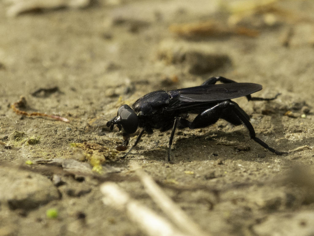 Violet Leafwalker from Scioto County, OH, USA on April 27, 2024 at 04: ...