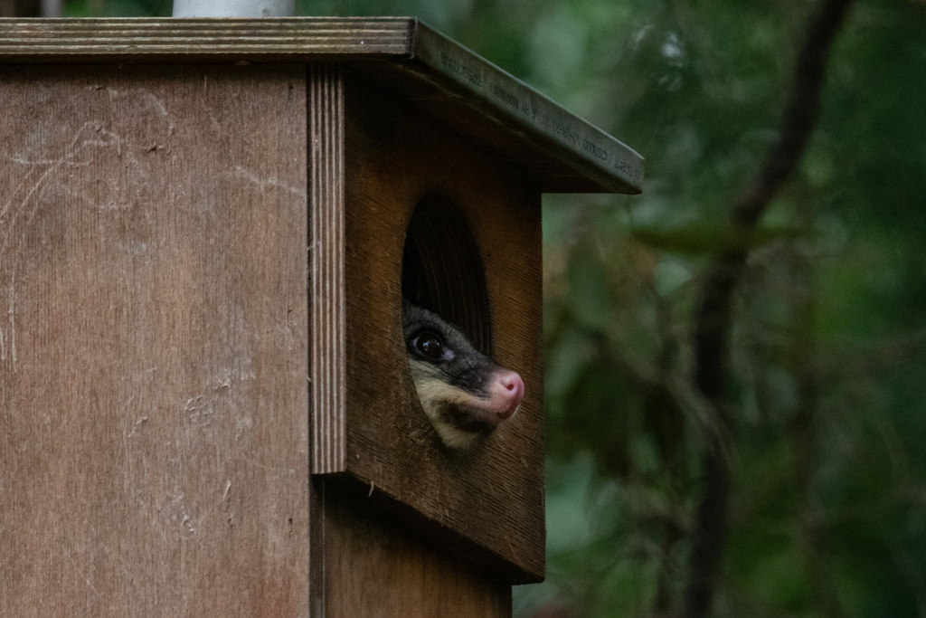 Brush-tailed Possums from Mount Coot-Tha QLD 4066, Australia on May 8 ...