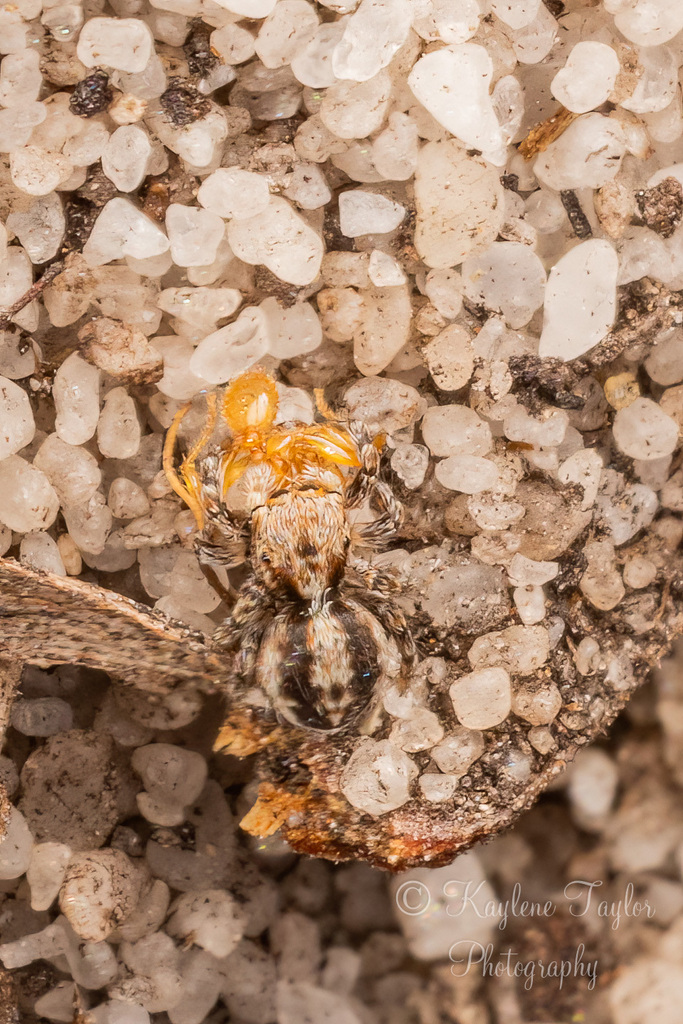 Peacock Spiders from Perth WA, Australia on May 8, 2024 at 09:33 AM by ...