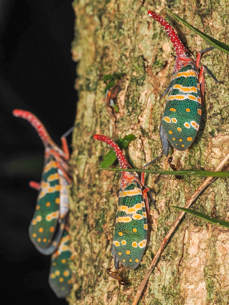 Litchi Lantern Bug from G/F, NO.6 KWAI TEI SUN CHUENFO TAN, SHATIN, Fo ...
