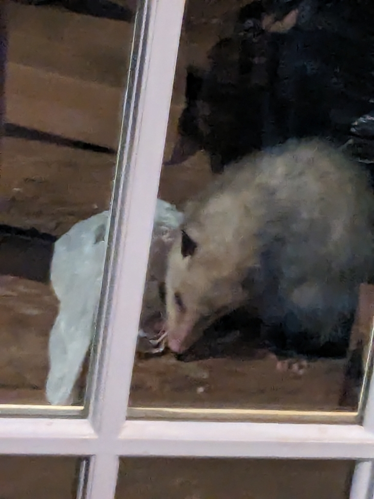 Virginia Opossum from Acworth, GA 30102, USA on May 8, 2024 at 10:37 PM ...