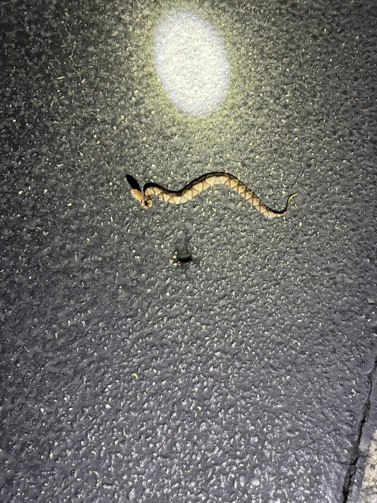 Eastern Copperhead from Chatham County, NC, USA on May 8, 2024 at 10:30 ...