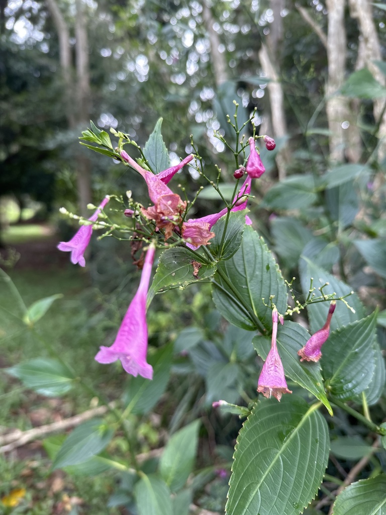 Chinese Rain Bell from Warruga St, Mapleton, QLD, AU on May 9, 2024 at ...