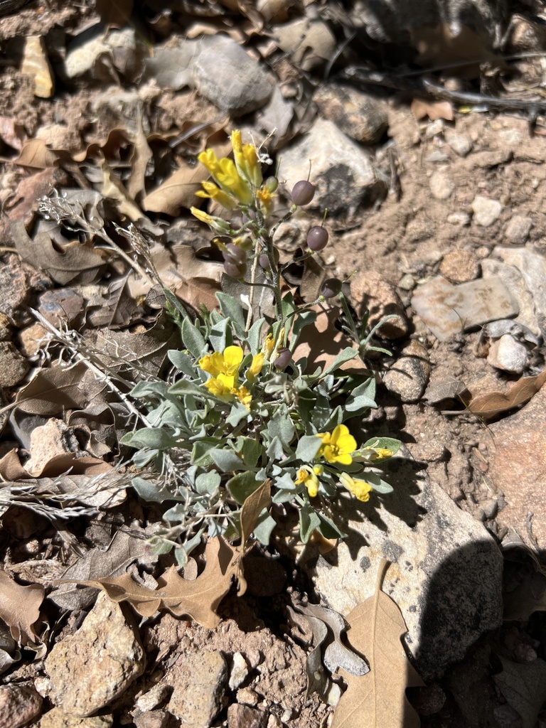 White Mountain Bladderpod from Bernalillo Watershed Research Natural ...