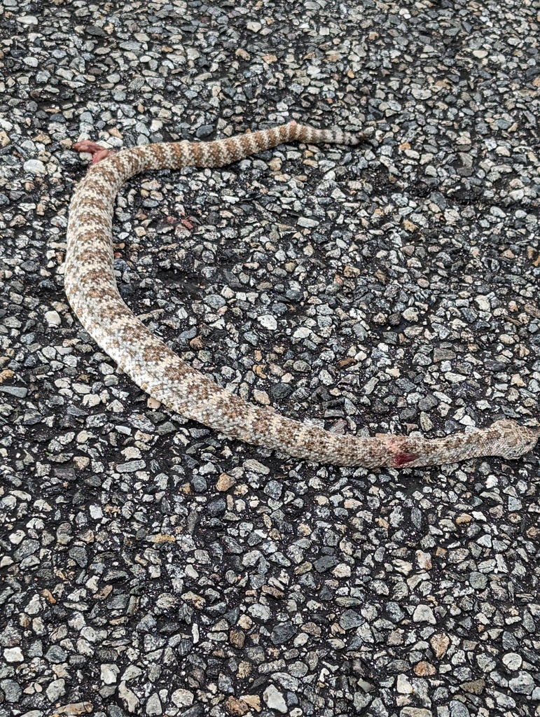 Southwestern Speckled Rattlesnake from San Diego County, CA, USA on May ...