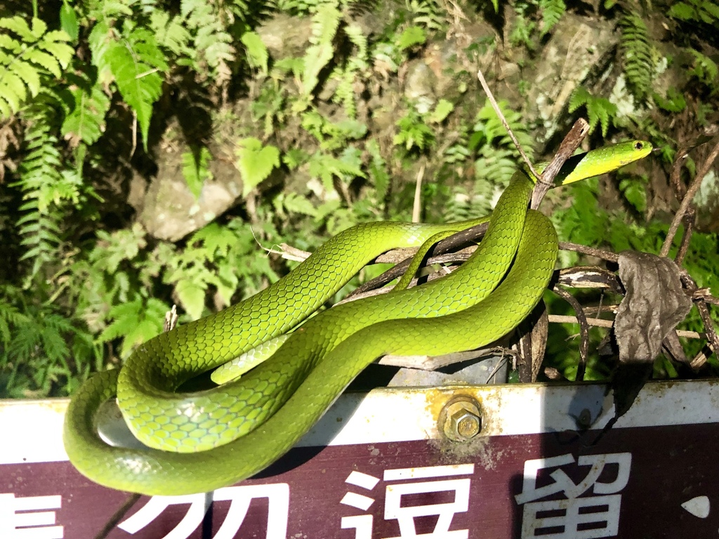 Chinese Green Snake from 972, 秀林鄉, , TW on April 17, 2019 at 08:05 PM ...