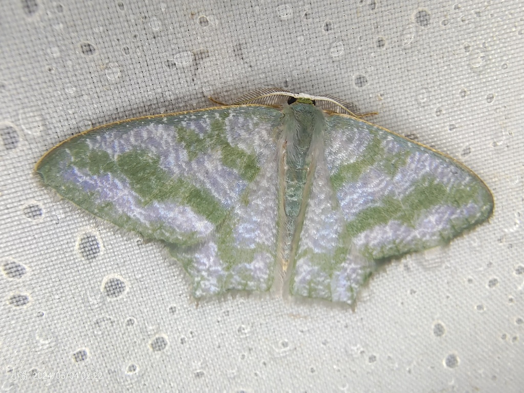 Maxates thetydaria from 中国云南省红河哈尼族彝族自治州河口瑶族自治县 on May 4, 2024 at 02:22 ...
