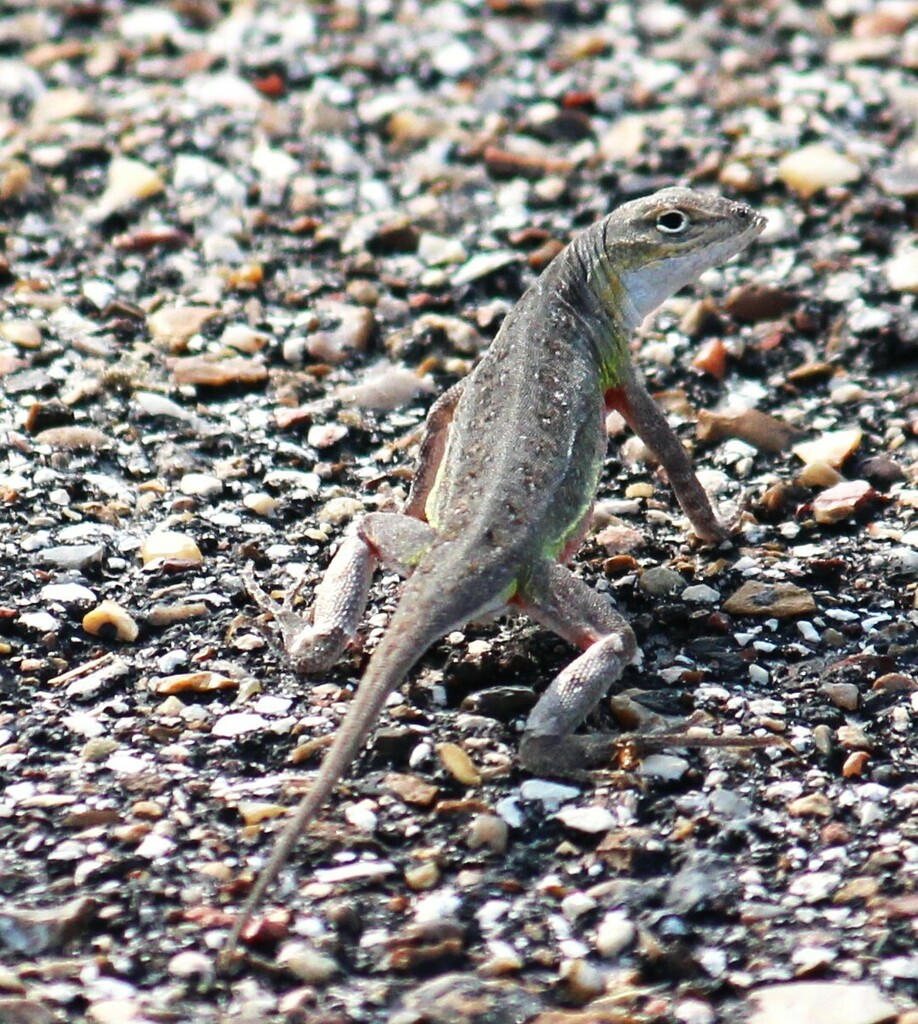 Keeled Earless Lizard from Kleberg County, TX, USA on May 8, 2024 at 05 ...