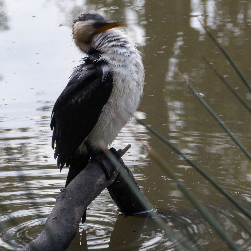 Little Pied Cormorant from Blackburn Lake Sanctuary VIC 3130, Australia ...