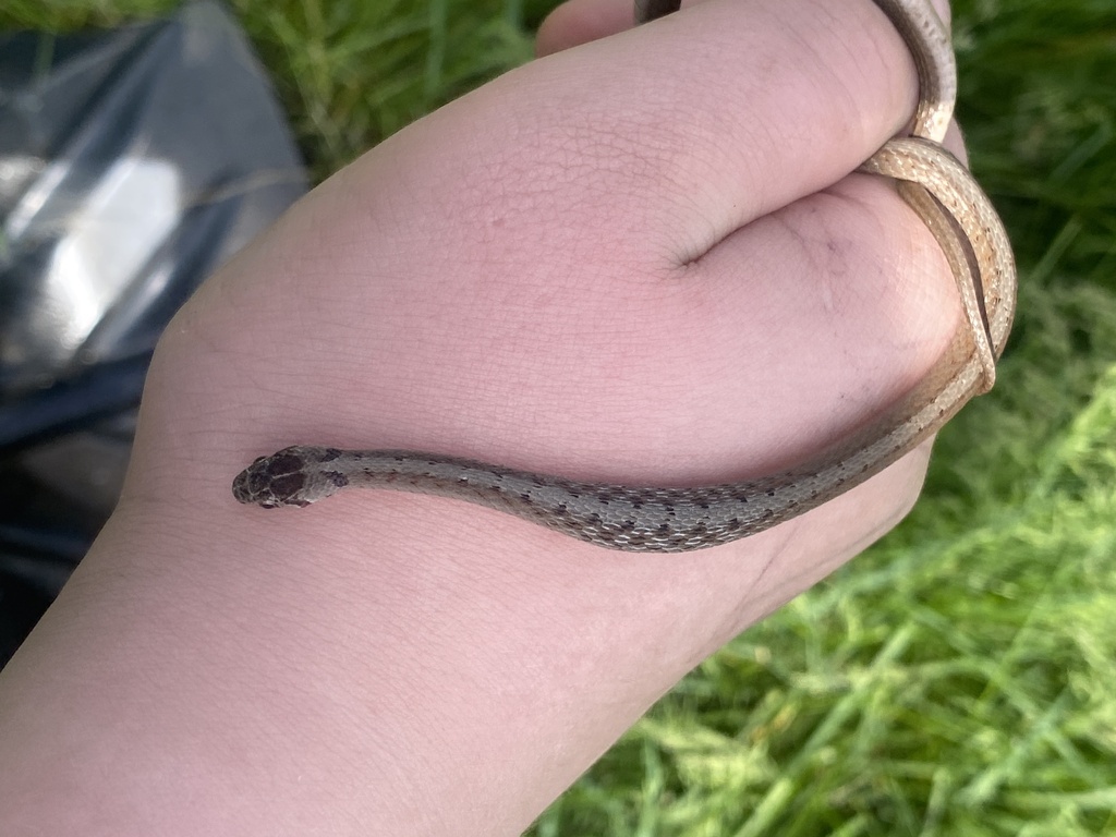 DeKay's Brownsnake from John St, New Castle, PA, US on May 8, 2024 at ...