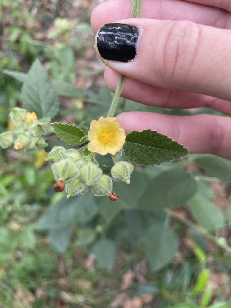 flannel weed from West Creek Rd, Nathan, QLD, AU on May 9, 2024 at 01: ...