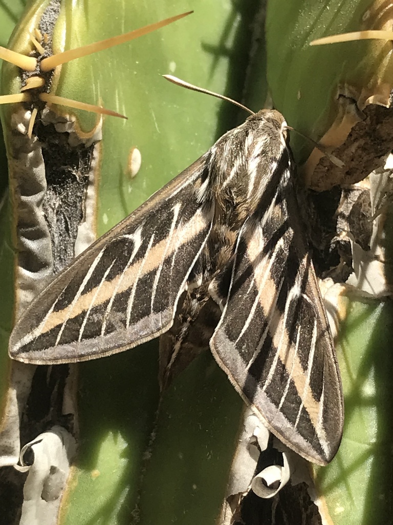 White-lined Sphinx from Université De l'Arizona, Tucson, AZ, US on May ...