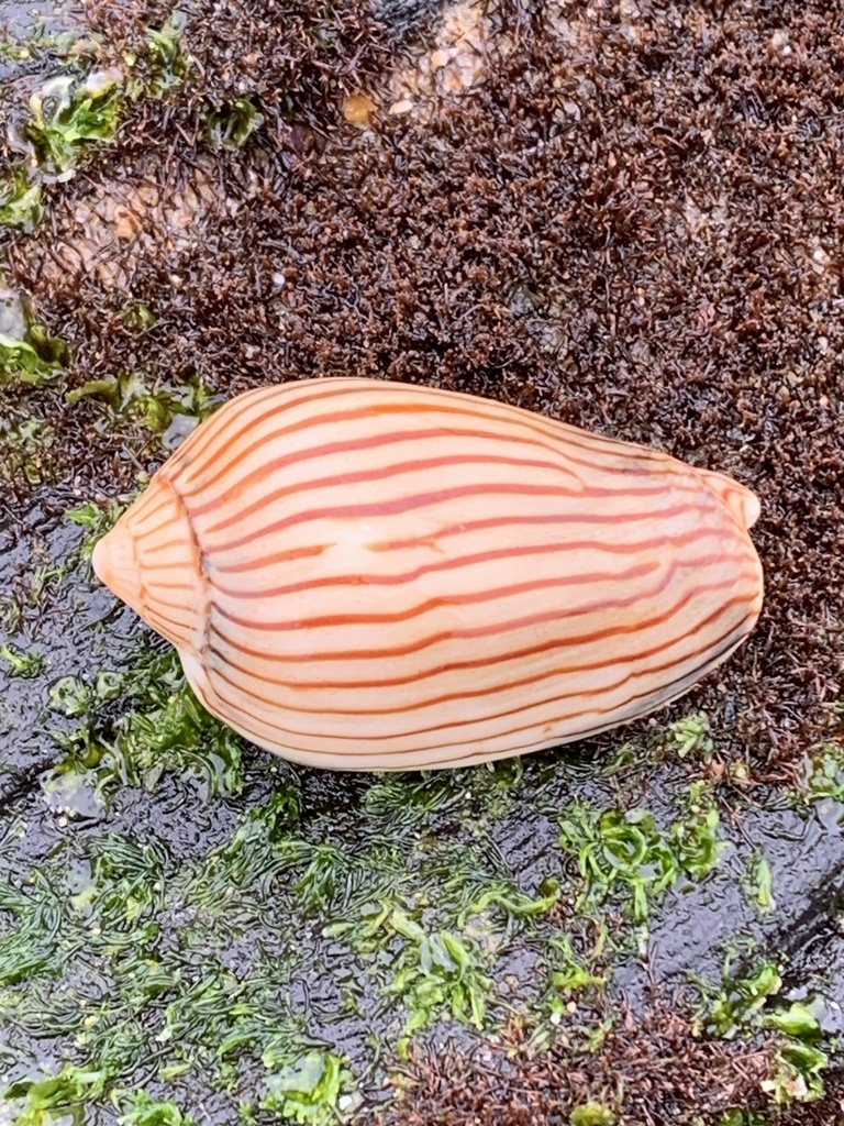 Zebra Volute from Bongil Bongil National Park, Bundagen, NSW, AU on May ...