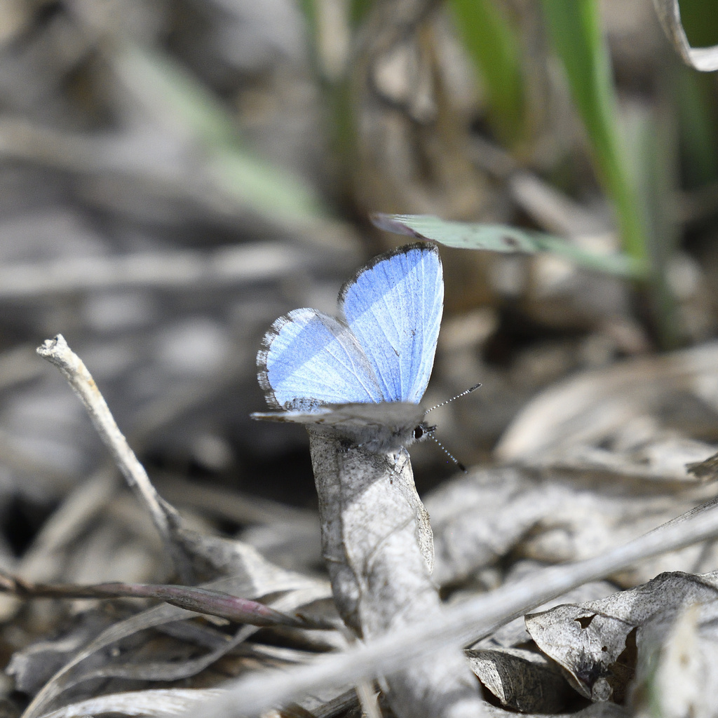 Holarctic Azures from Fertile Belt No. 183, SK, CA on May 8, 2024 at 01 ...