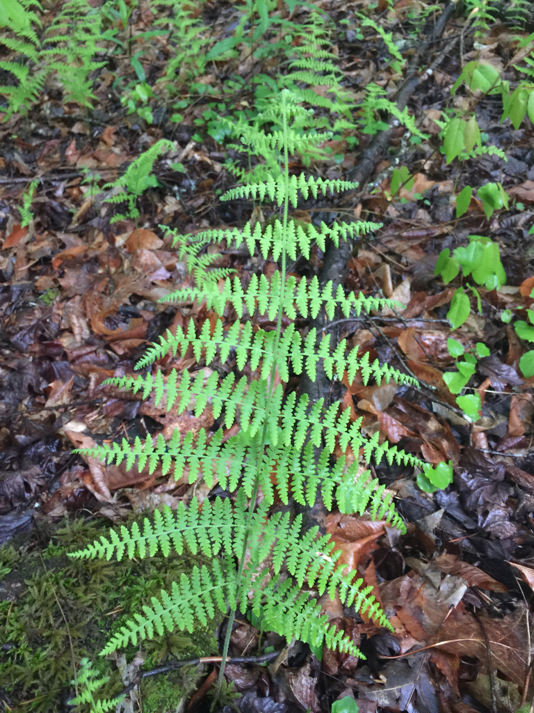hay-scented fern from Pocahontas County, US-WV, US on May 22, 2016 at ...