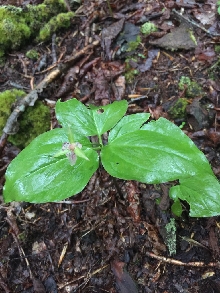 painted trillium from Pocahontas County, US-WV, US on May 22, 2016 at ...