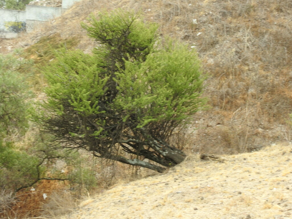 Schaffner's acacia from Parque Nacional Cerro de la Estrella, Ciudad de ...