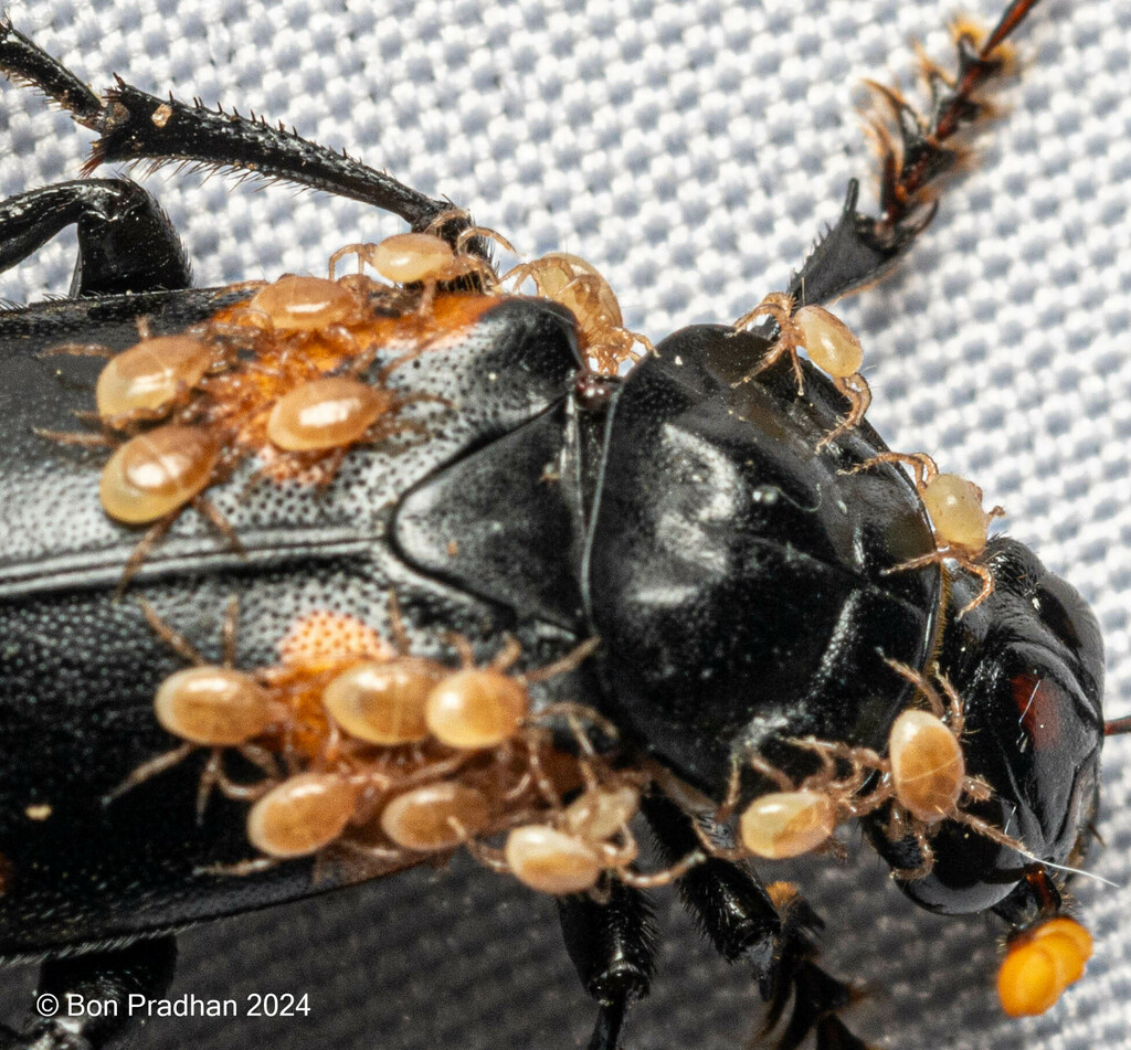 Carrion Beetle Mites from Takdah, West Bengal, India on June 10, 2023 ...