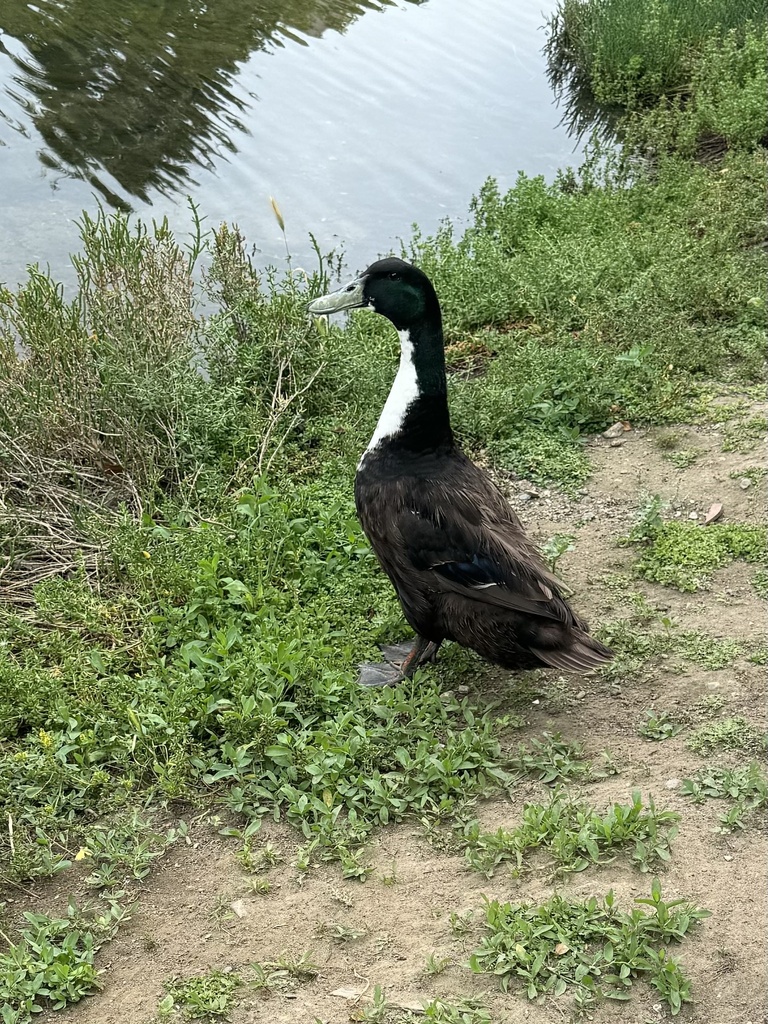 Domestic Mallard from Esplanade, Los Angeles, CA, US on May 4, 2024 at ...