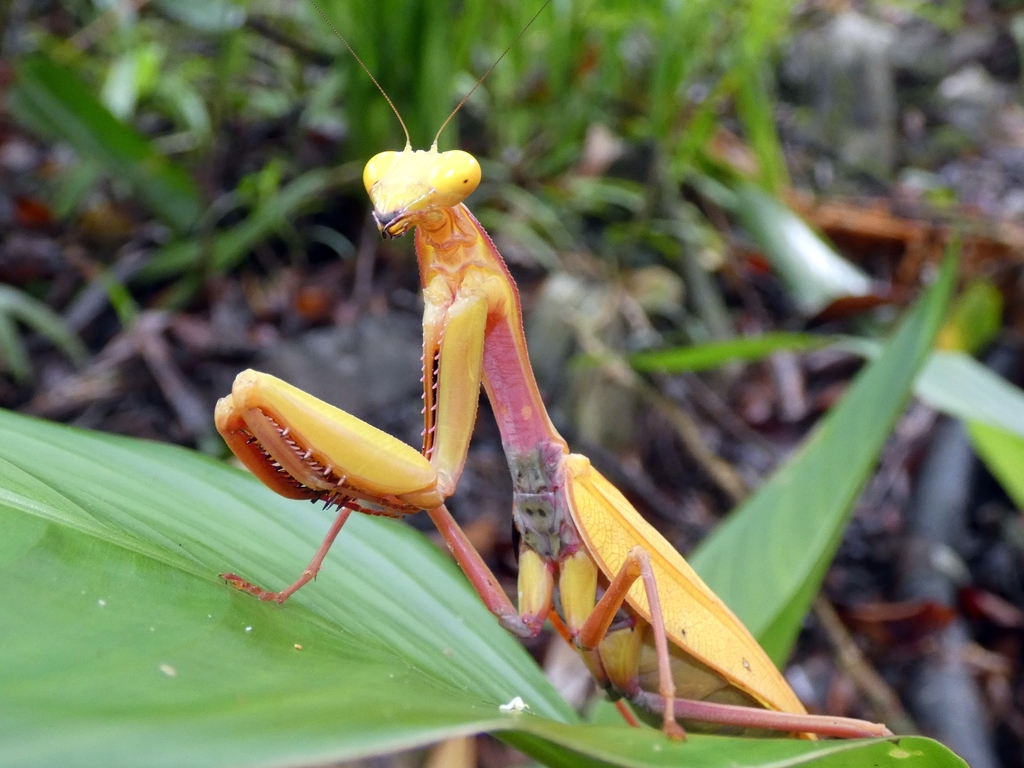 giant rainforest mantis from Candlenut on May 9, 2024 at 11:41 AM by ...