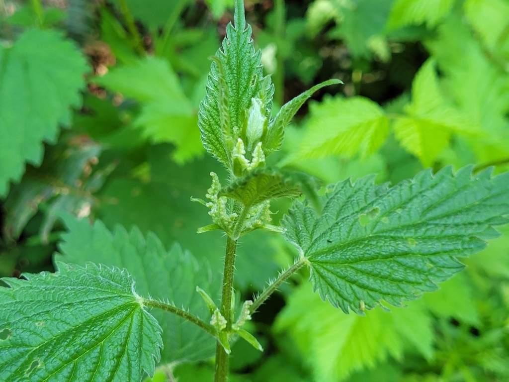 slender stinging nettle from Edmonds, WA 98026, USA on May 8, 2024 at ...