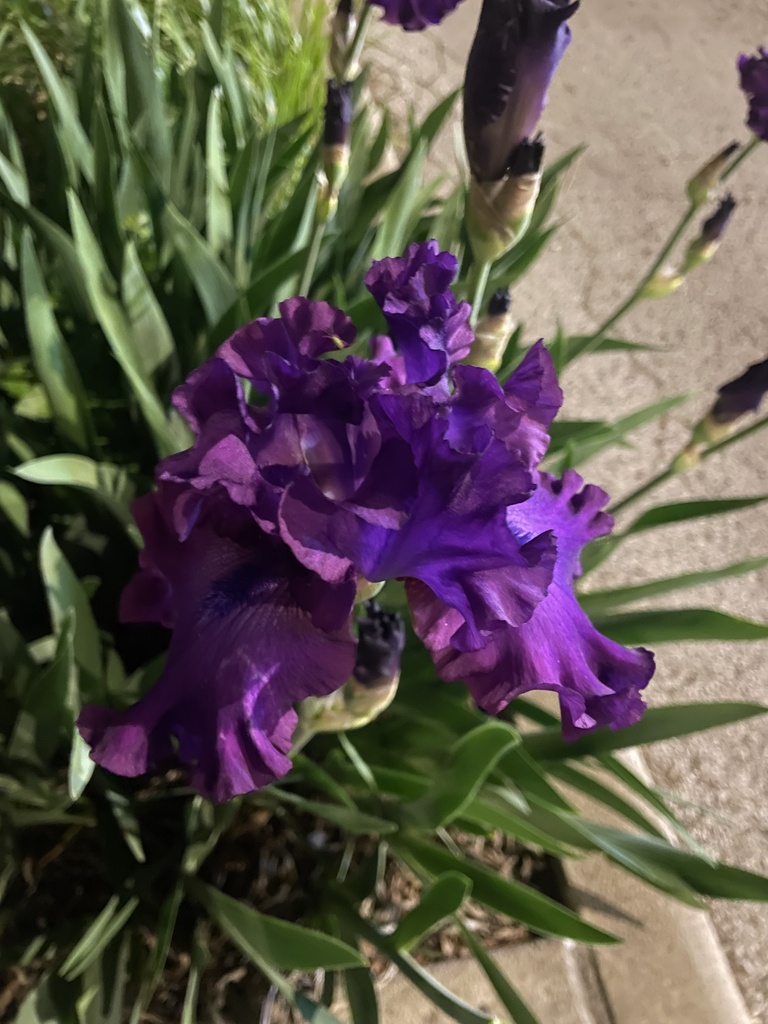 Iris × hybrida from N Alabama St, Indianapolis, IN, US on May 5, 2024 ...