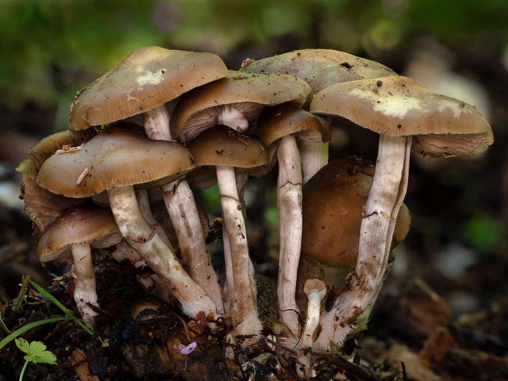 Psychedelic Ovoid Mushroom in May 2024 by James Conway · iNaturalist