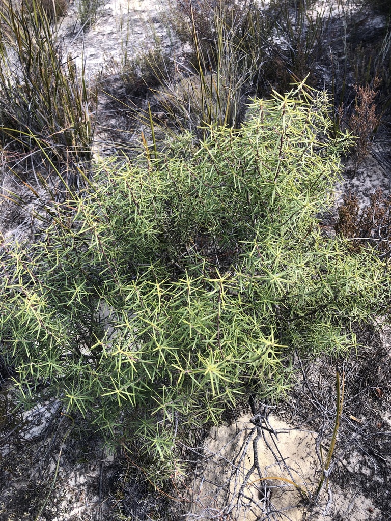 Prickly Geebung from Ngarkat SA 5302, Australia on May 9, 2024 at 11:20 ...