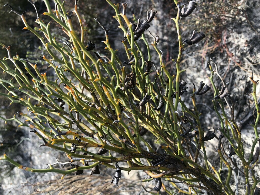 Leafless Bitter-pea from Ngarkat SA 5302, Australia on May 9, 2024 at ...