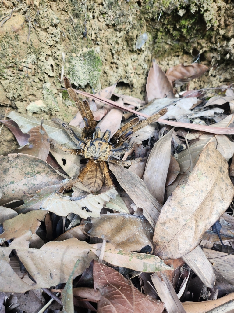 Chinese Giant Gold Tarantula from Kỳ Sơn, Kỳ Anh District, Ha Tinh, 베트남 ...