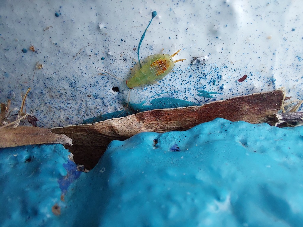 Insects from Brisbane QLD, Australia on May 9, 2024 at 02:24 PM by Alex ...