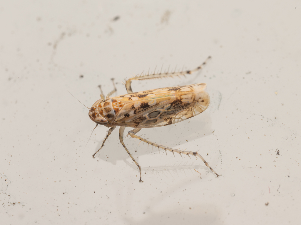 Paralimnus angusticeps from 中国北京市海淀区 on May 7, 2024 at 09:52 PM by ...