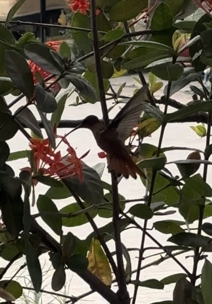 Colibrí Canelo desde Calle Yucatán, Puerto Vallarta, Jal., MX el 08 de ...