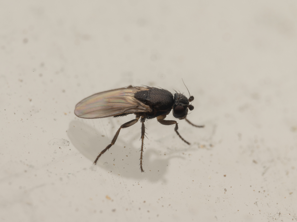 Coproica from 中国北京市海淀区 on May 7, 2024 at 10:19 PM by Yushi Wang ...
