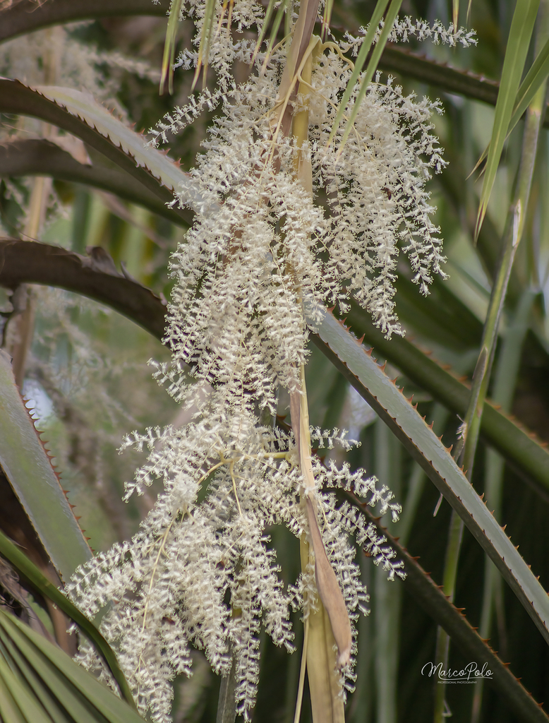 Mexican Fan Palm (Washingtonia robusta) - Botanical Realm