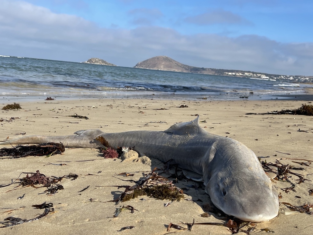 Gummy Shark from Franklin Pde, Encounter Bay, SA, AU on May 9, 2024 at ...