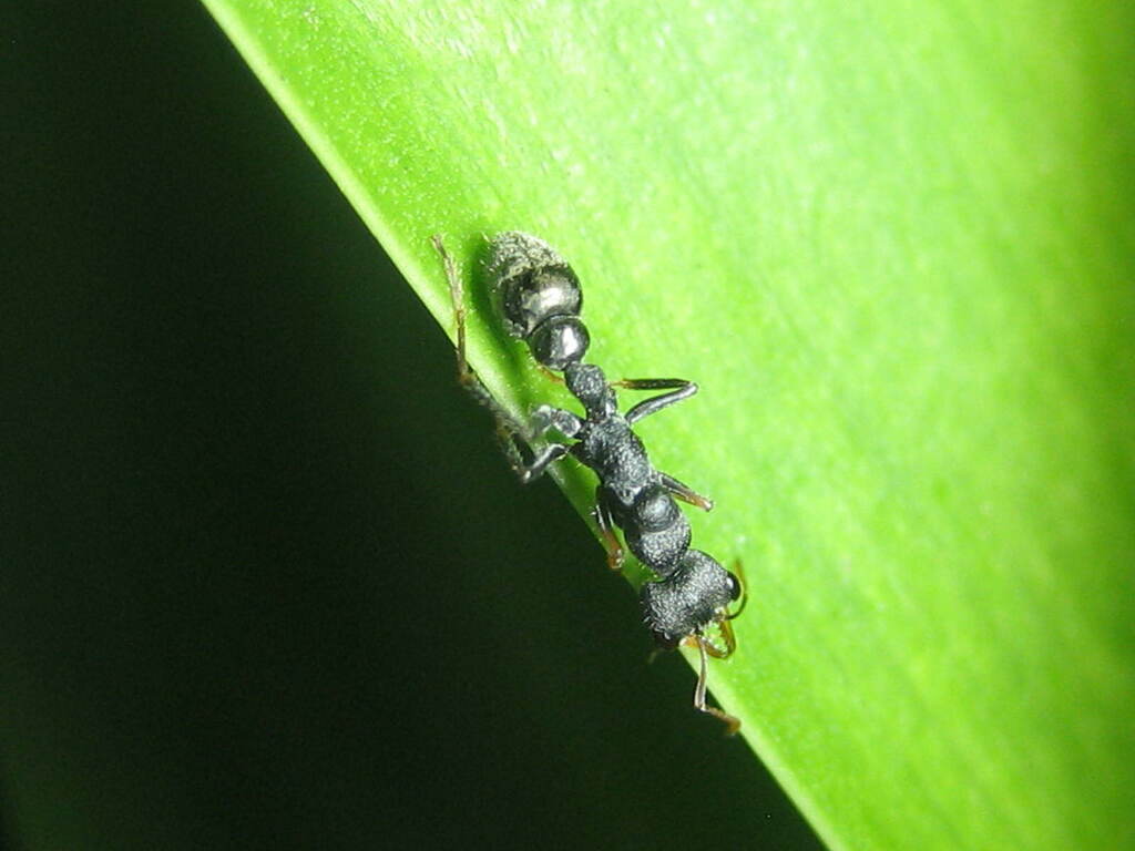 baby bull ant from Melbourne VIC, Australia on May 9, 2024 at 02:30 PM ...