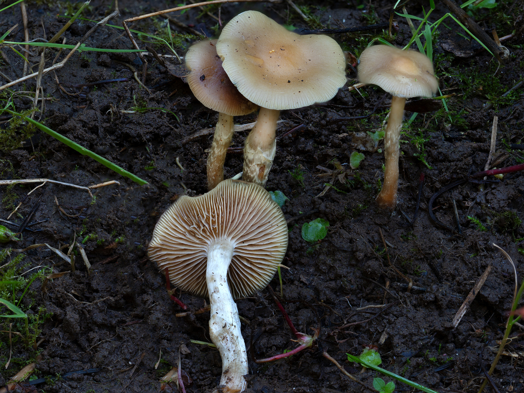 Psychedelic Ovoid Mushroom in May 2024 by James Conway · iNaturalist