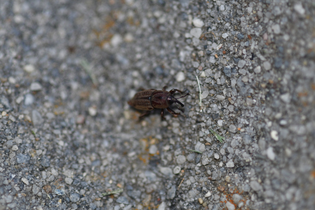 Hunting Billbug from Granite Bay on May 8, 2024 at 07:15 PM by Hawk T ...