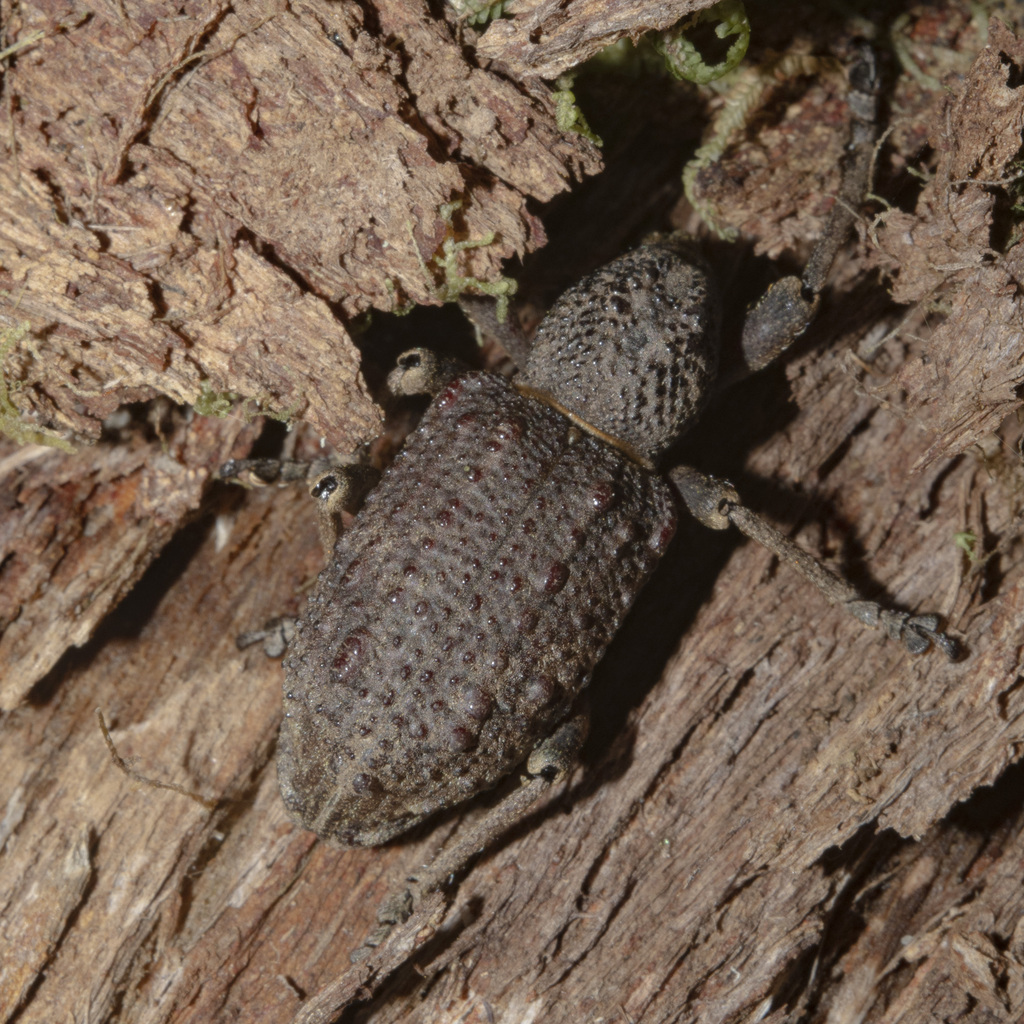 Tropiphorini from Balook VIC 3971, Australia on September 22, 2022 at ...
