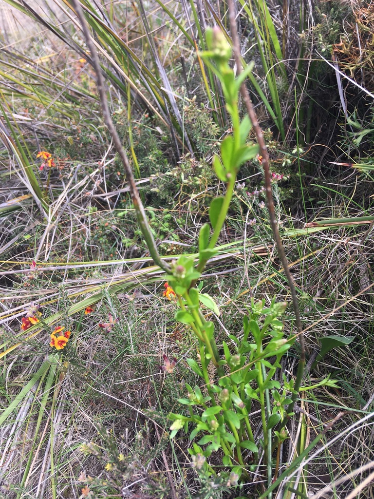 coast Stackhousia in September 2018 by millotia · iNaturalist